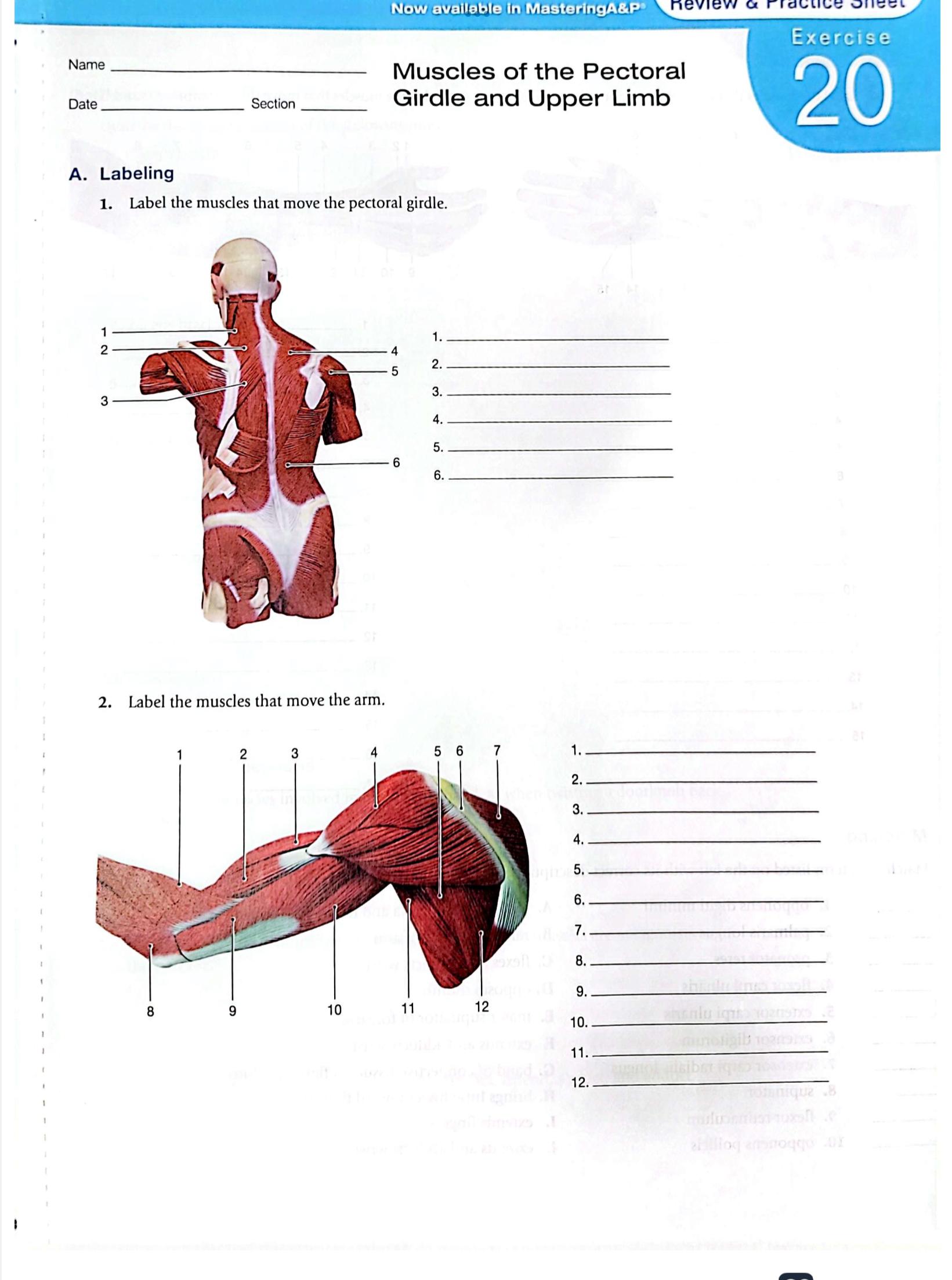 Solved Now avallable in Mastering A 2 ﻿:heview aNameMuscles | Chegg.com