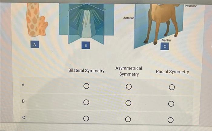 Solved Using the images below, match the correct symmetry | Chegg.com