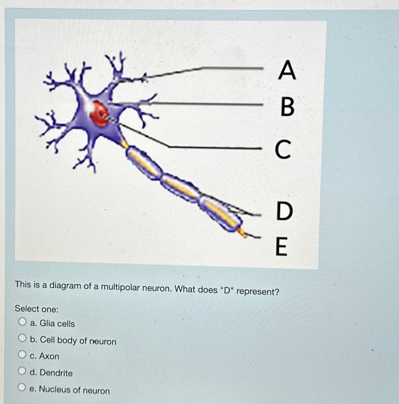 This is a diagram of a multipolar neuron. What does | Chegg.com
