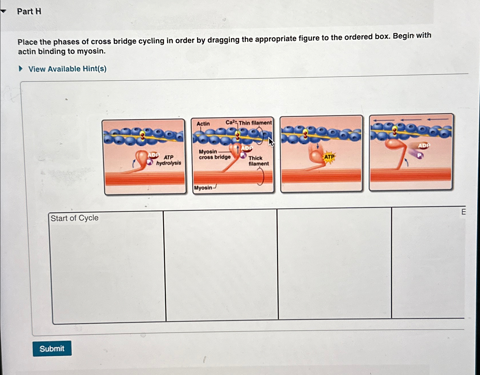 Solved Part HPlace the phases of cross bridge cycling in | Chegg.com