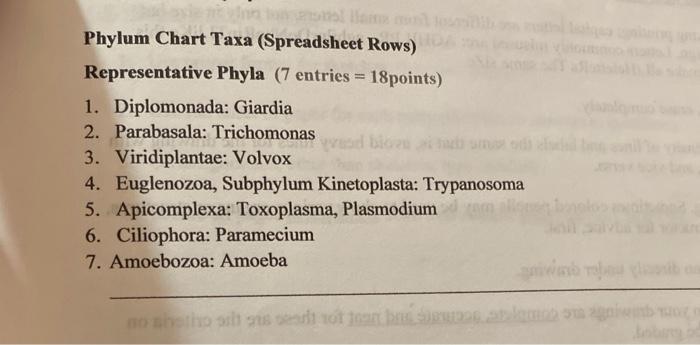 Solved Phylum Chart Taxa (Spreadsheet Rows) Representative | Chegg.com