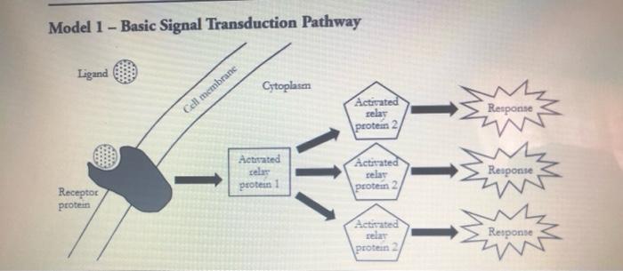 Solved 1. According to Model 1, does the signal transduction | Chegg.com