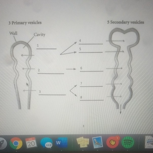 Solved 5 D 3 Primary vesicles 5 Secondary vesicles Wall | Chegg.com