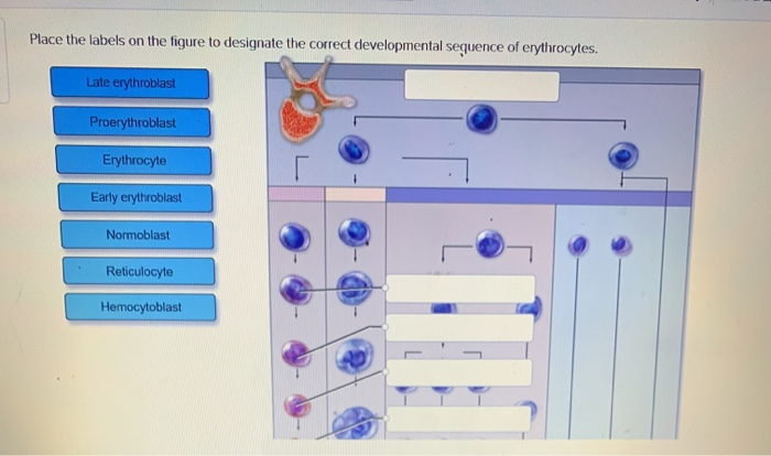 Solved Place the labels on the figure to designate the | Chegg.com