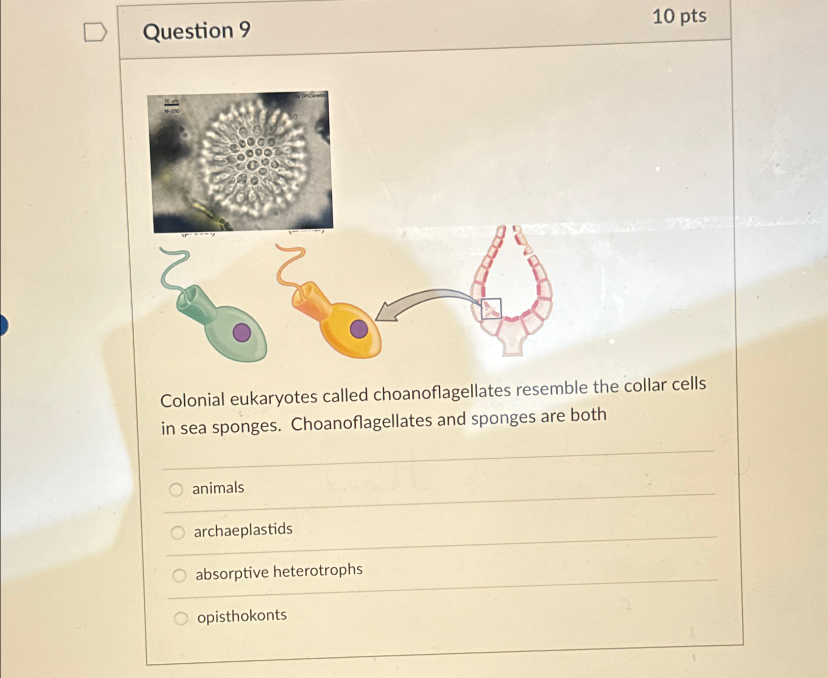 Solved Question 910ptsColonial eukaryotes called | Chegg.com