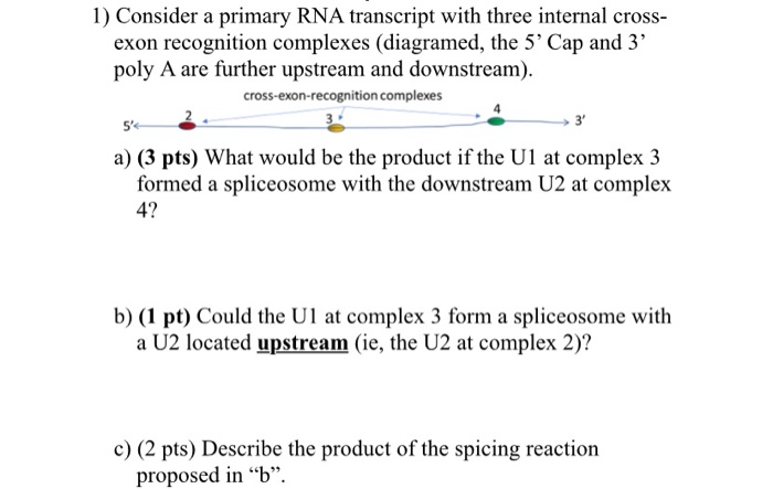 Solved Consider a primary RNA transcript with three internal | Chegg.com