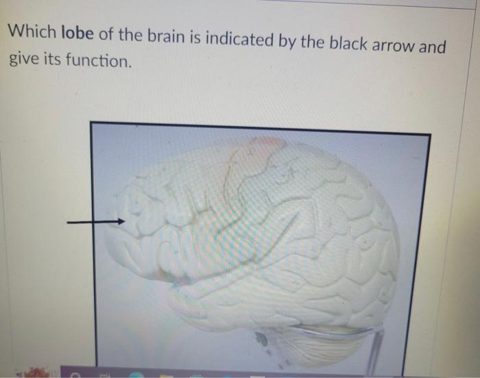 Solved Identify the structure at the tip of the pointer and | Chegg.com