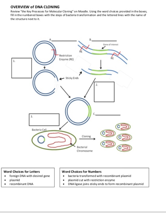 Solved OVERVIEW of DNA CLONING Review the Key Processes for | Chegg.com