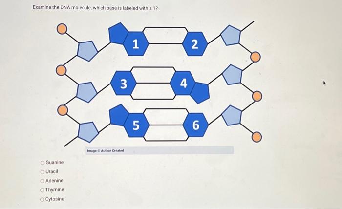 Solved Examine the DNA molecule, which base is labeled with | Chegg.com