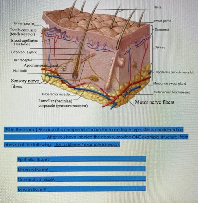 Solved Hairs sweat pores Epidermis Dermal papilla_ Tactile | Chegg.com