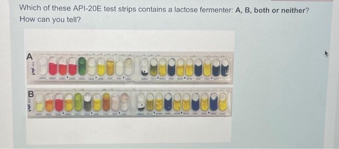 Solved Which of these API-20E test strips contains a lactose | Chegg.com