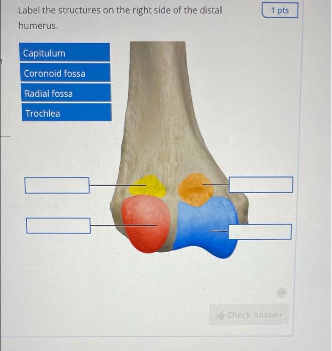 Solved 1 pts Label the structures on the right side of the | Chegg.com