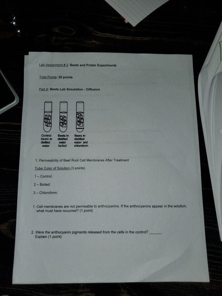 Lab Assignment # 2: Beets and Potato Experiments | Chegg.com