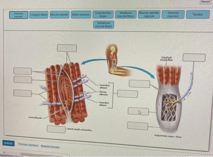 Solved Reset Sensory neuron Collagen bers! Muscle spindle | Chegg.com