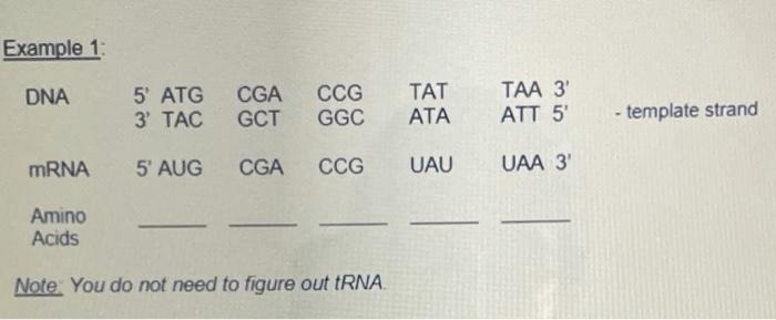 Solved Example 1 DNA 5 ATG CGA CCG TAT 3 TAC GCT GCT GGCATA | Chegg.com