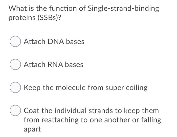 Solved What is the function of Single-strand-binding | Chegg.com