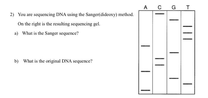Solved 2) You are sequencing DNA using the Sanger(dideoxy) | Chegg.com