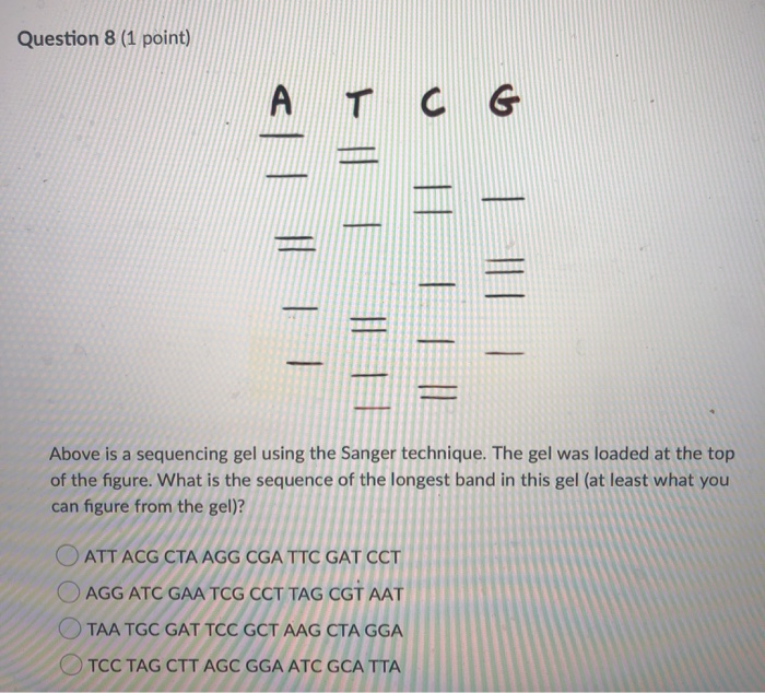 Solved Question 8 (1 point) Above is a sequencing gel using | Chegg.com