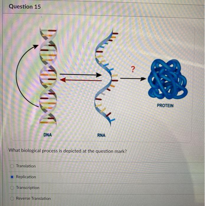 Solved Question 15 ? S PROTEIN DNA RNA What biological | Chegg.com