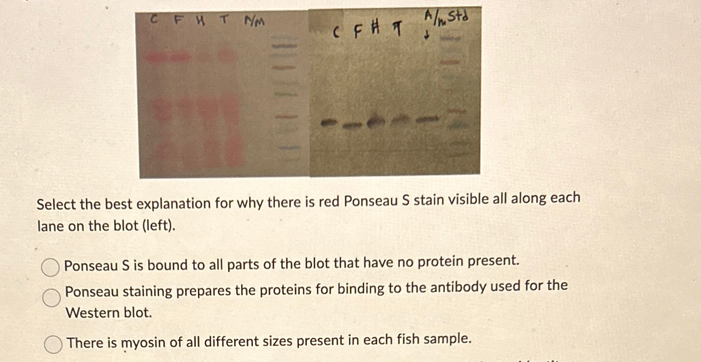 Solved Select the best explanation for why there is red | Chegg.com
