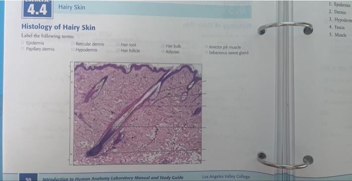 Solved Histology of Thin Skin label the following terms: | Chegg.com