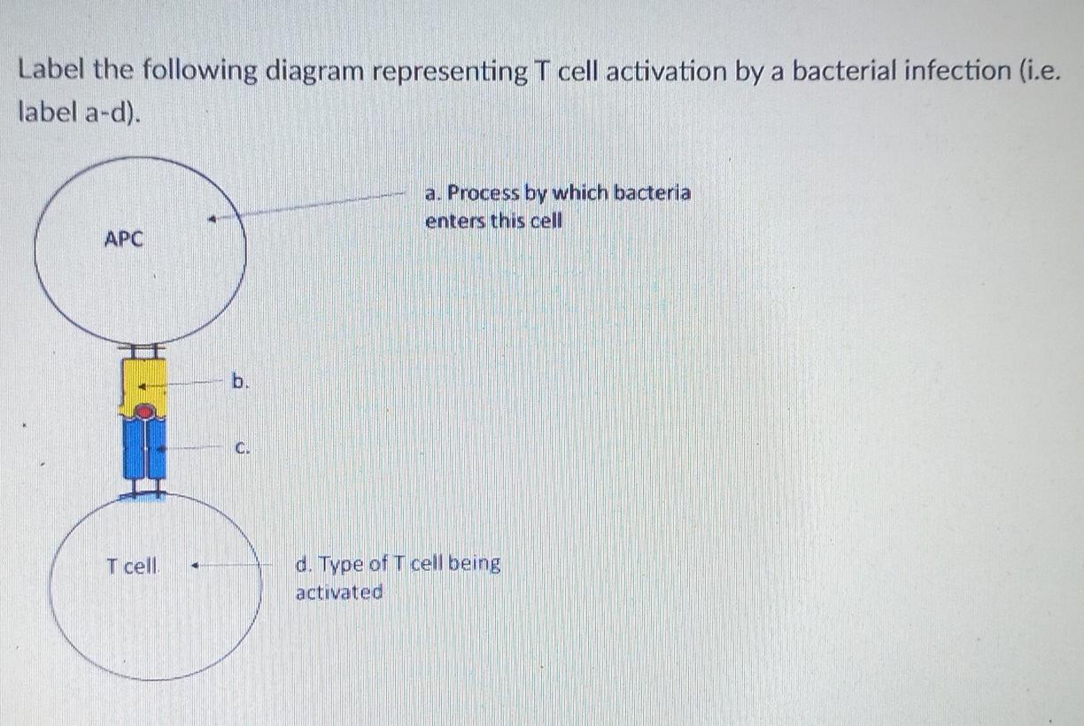 Solved Label the following diagram representing T cell | Chegg.com