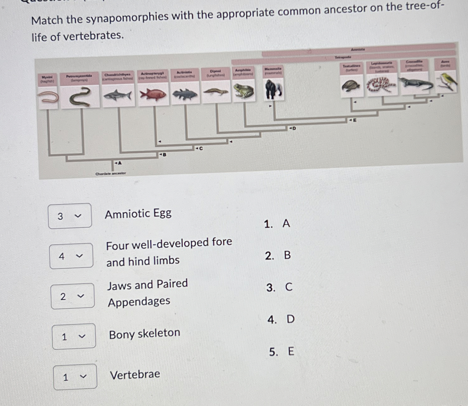 Solved by an EXPERT Match the synapomorphies with the appropriate common | Chegg.com