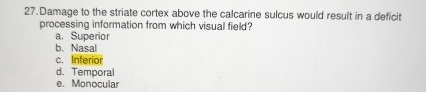 Solved Damage to the striate cortex above the calcarine | Chegg.com