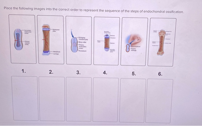 Solved Place the following images into the correct order to | Chegg.com