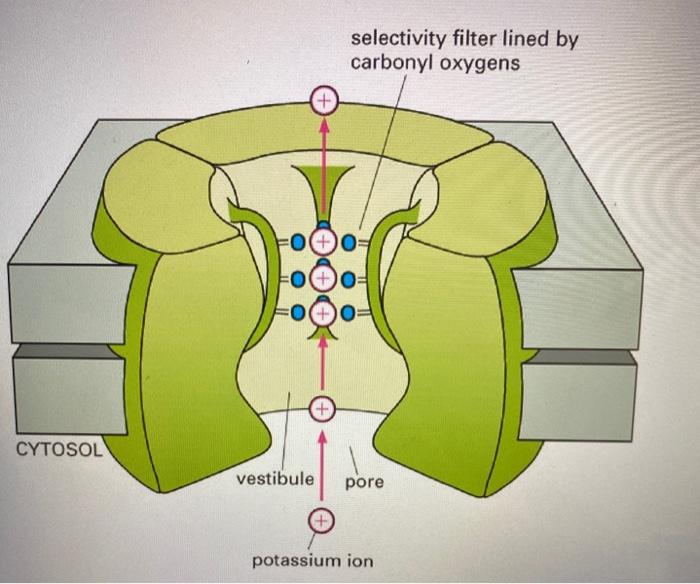 Solved selectivity filter lined by carbonyl oxygens CYTOSOL | Chegg.com