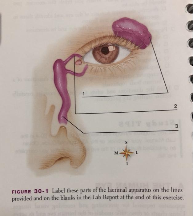 Question LAB REPORT 30 The Eye Use This Table As A Checklist For Your 