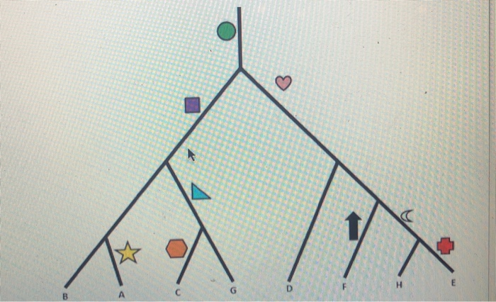 Solved a) which shapes from the tree construction in the | Chegg.com