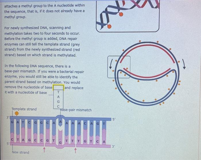 Solved ho The accuracy of DNA replication is maintained by | Chegg.com