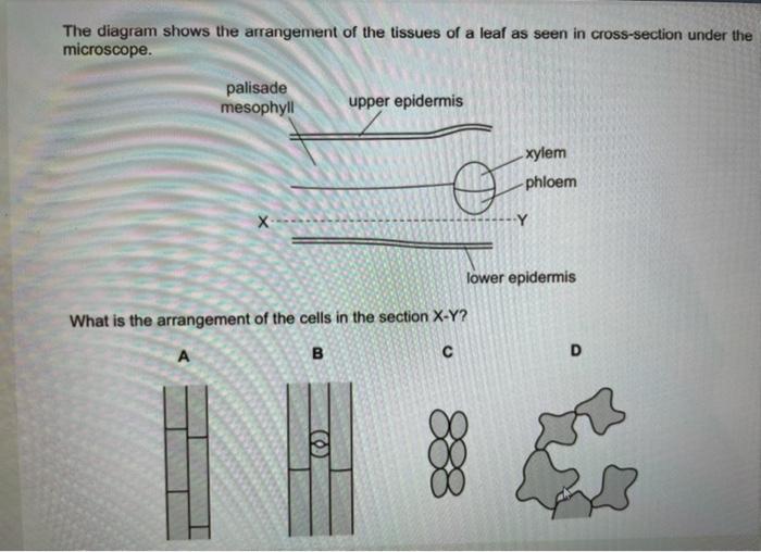 Solved The diagram shows the arrangement of the tissues of a | Chegg.com