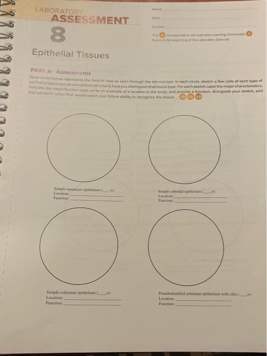 Solved LABORATOR ASSESSMENT 8. Epithelial Tissues PART A | Chegg.com