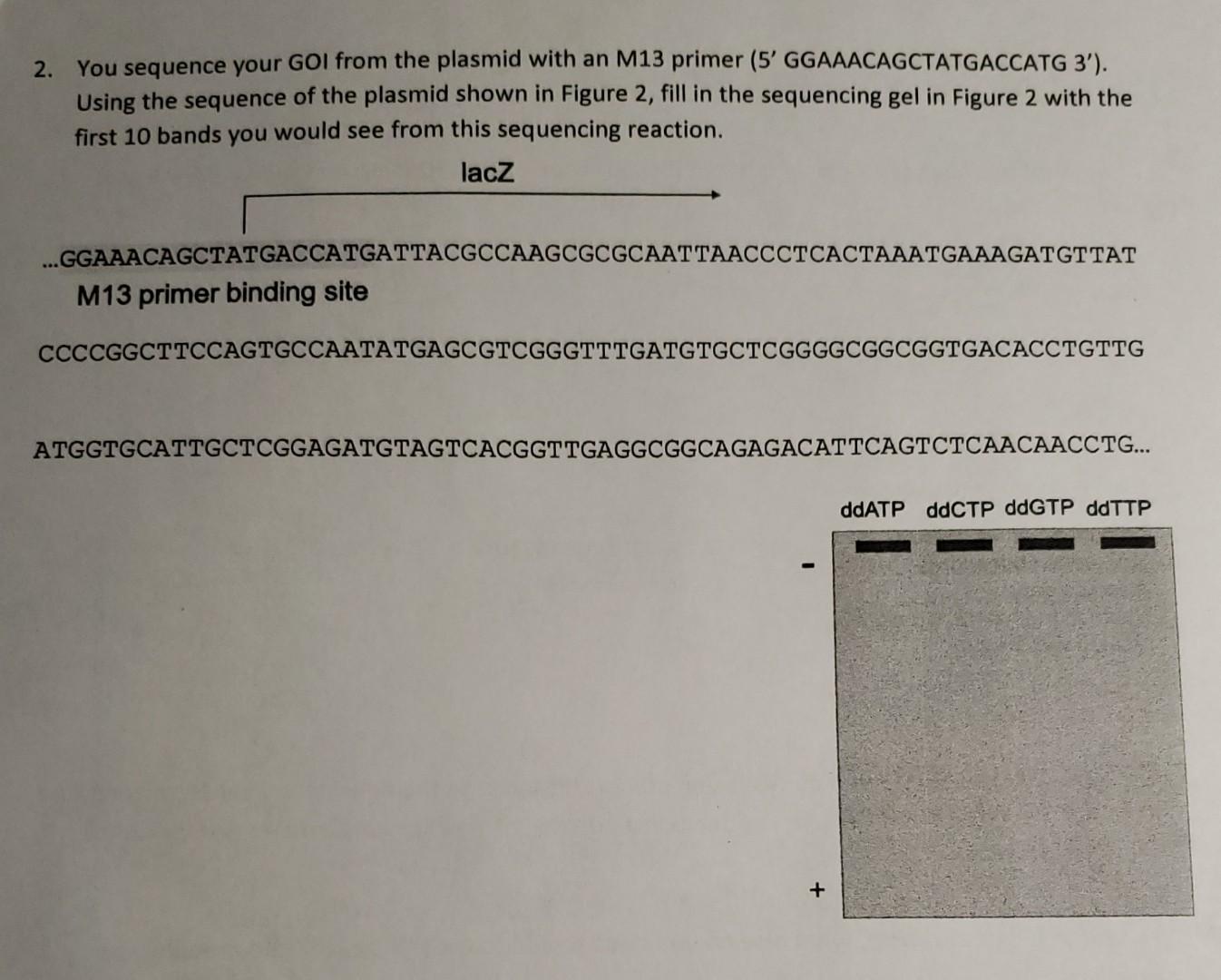 Solved 2. You sequence your GOI from the plasmid with an M13 | Chegg.com