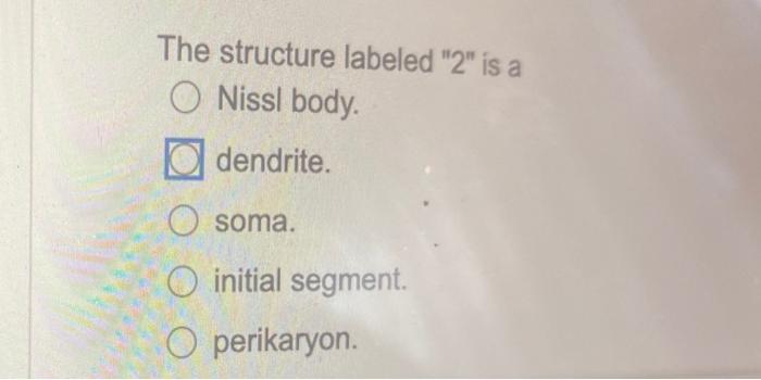 The structure labeled "2" is a Nissl body. dendrite. | Chegg.com