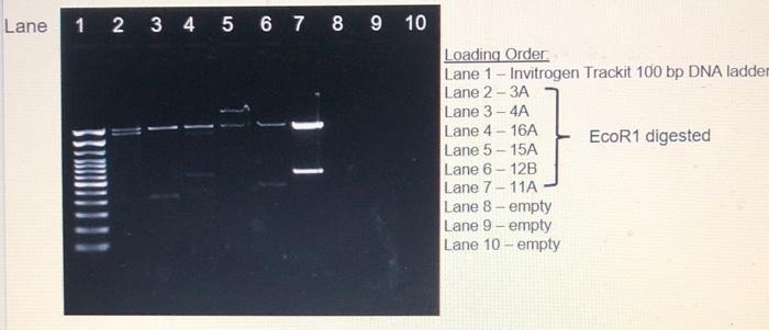 Solved 1. Graph a standard curve using the DNA standards. | Chegg.com