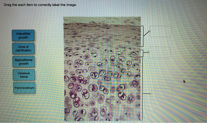 Solved Drag the each item to correctly label the image. | Chegg.com