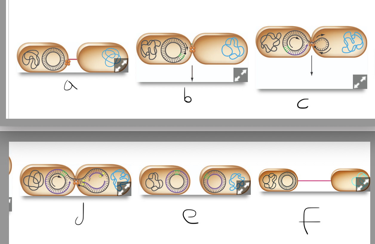 Solved Rank the images below in the logical order of | Chegg.com
