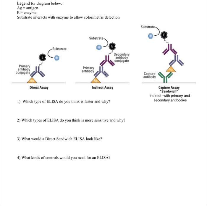 Solved ELISA Enzyme-Linked Immunosorbant Assay ELISA is a | Chegg.com