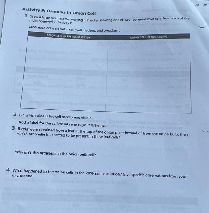 Solved Activity F: Osmosis in Onion Cell 1 Draw a large | Chegg.com