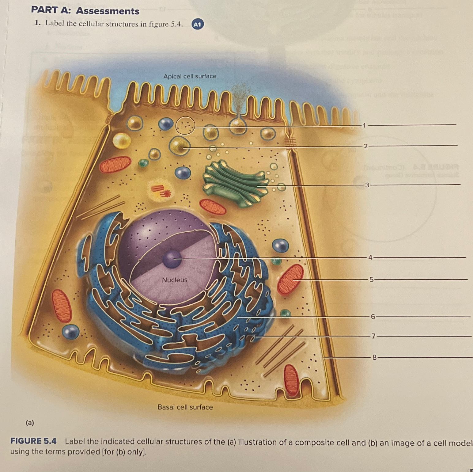 Solved PART A: AssessmentsLabel the cellular structures in | Chegg.com