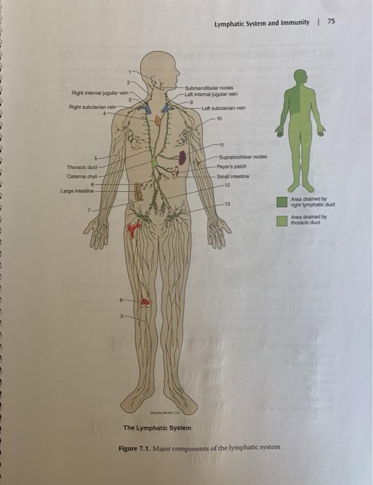 Solved Lymph node SECTION 1: Major Structures of the | Chegg.com