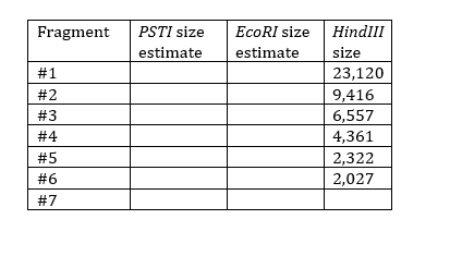 Solved Use the sizes of the HindIII fragments to estimate | Chegg.com