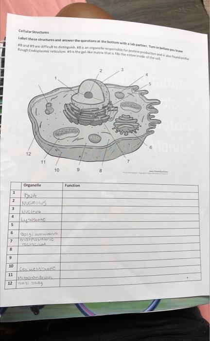 Solved Cellular Structures Label these structures and andwer | Chegg.com
