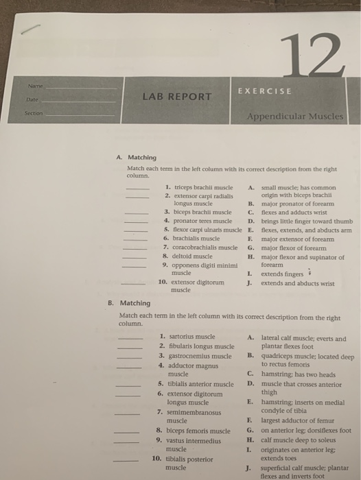 Solved Name EXERCISE LAB REPORT Section Appendicular Muscles | Chegg.com