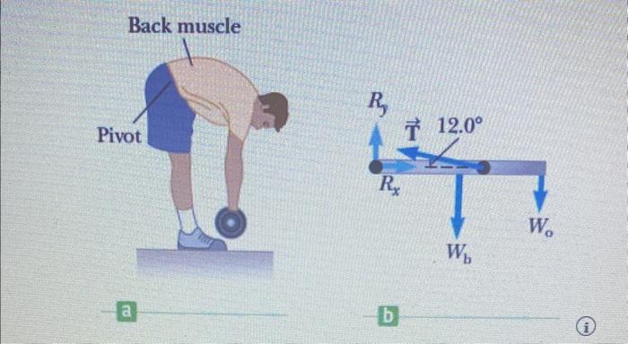 Solved A person bending forward to lift a load "With his | Chegg.com