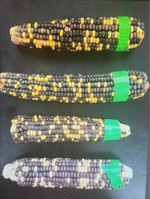 Solved Table 1(10pts). Trial Alpha Illustrate the F2 cross | Chegg.com