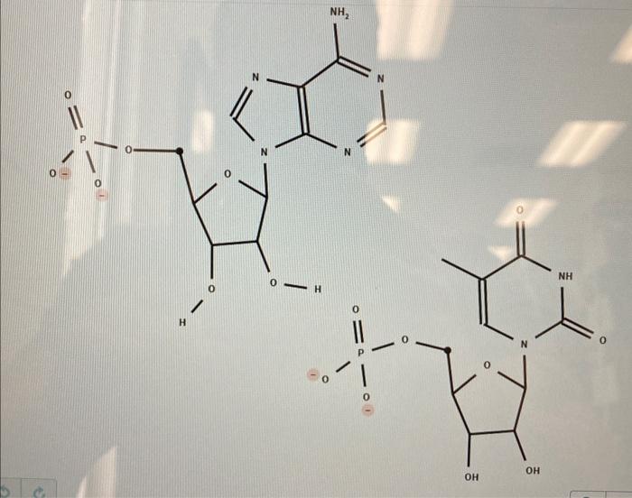 Solved modify the structures to give the dinucleotide AT | Chegg.com